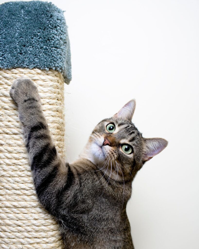 19 Purr-fect Home Design Tips for Cat Owners - Bangkok Design Esclusivo - Interior Design and ...